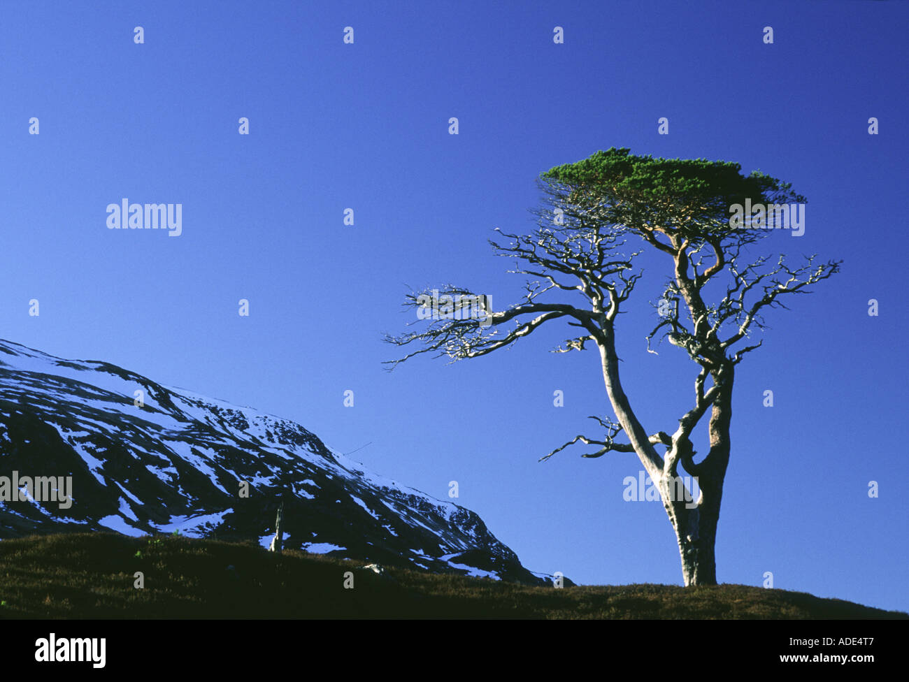 Lone Scots pine tree Glen Lyon Scotland UK Stock Photo - Alamy