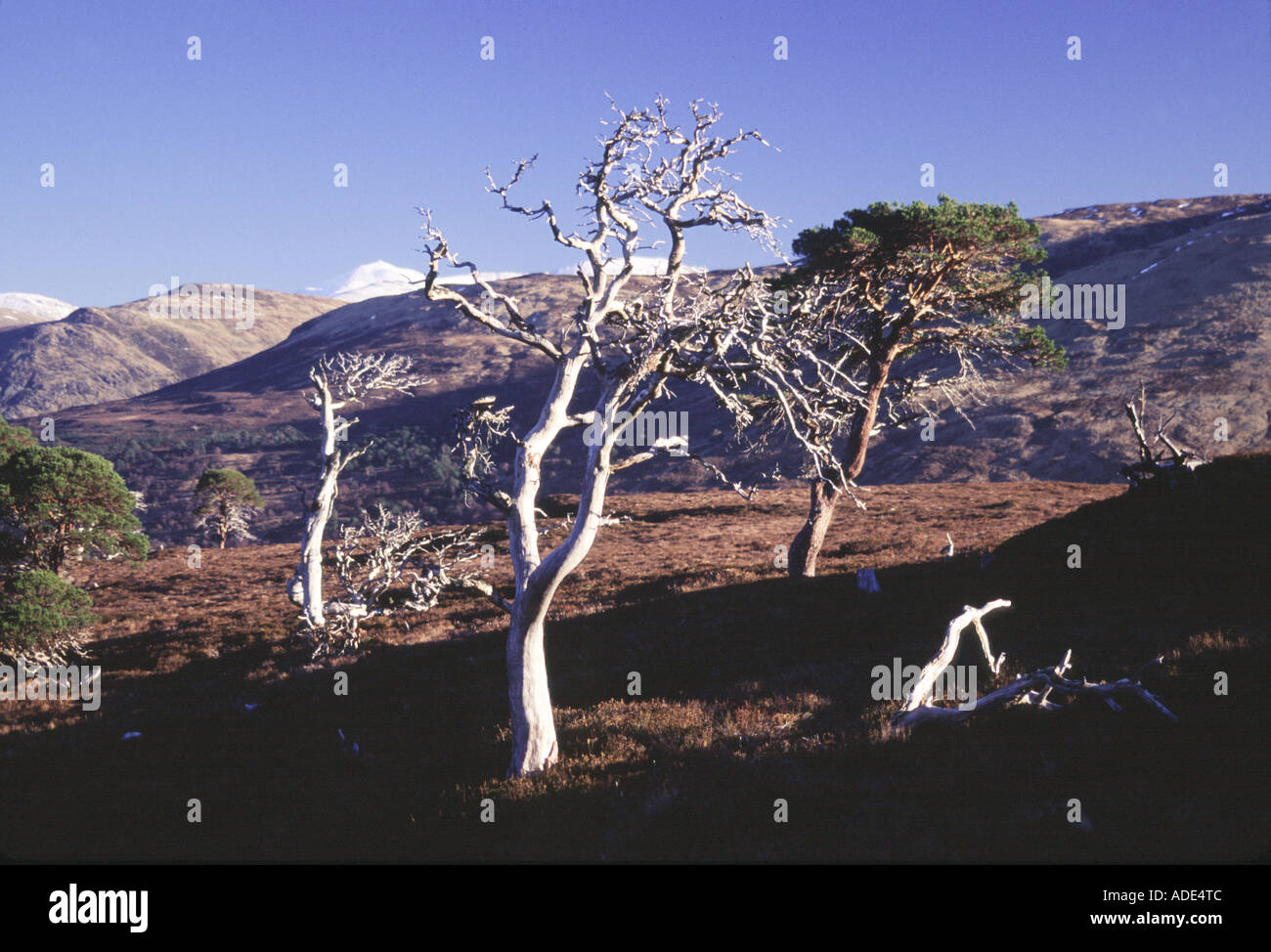 Dying Scots pine forest Glen Lyon Scotland UK Stock Photo - Alamy