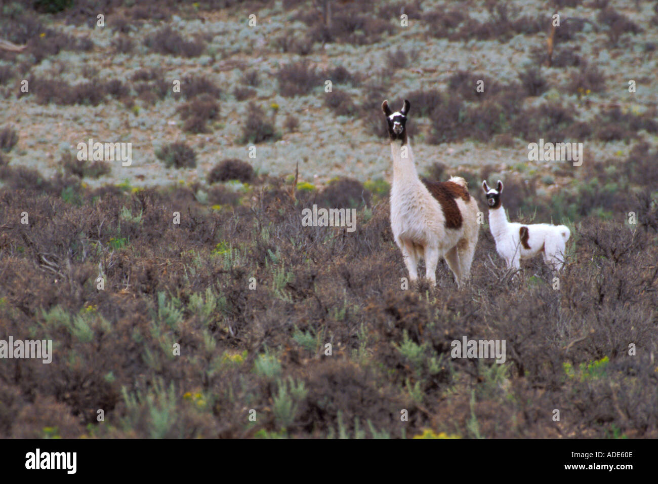Llama Mother and Child Lama glama Taos New Mexico Stock Photo - Alamy