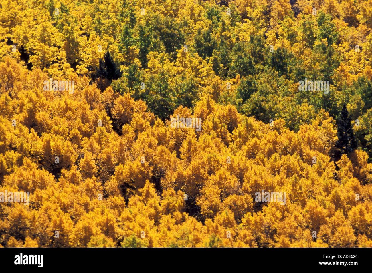 Fall Color in the Aspens of Santa Fe National Forest New Mexico Stock ...