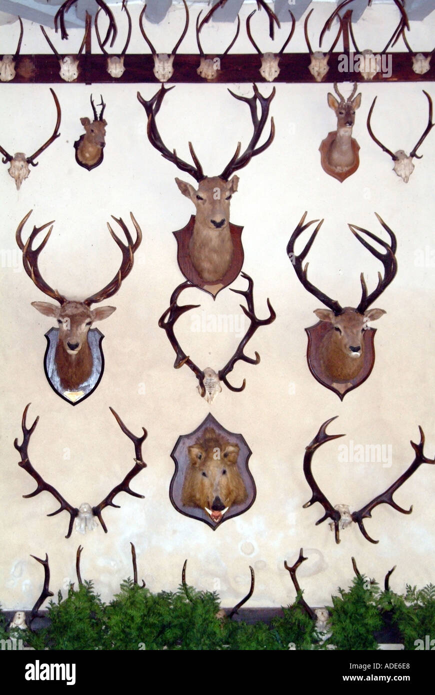 Trophies france hunting hi-res stock photography and images - Alamy