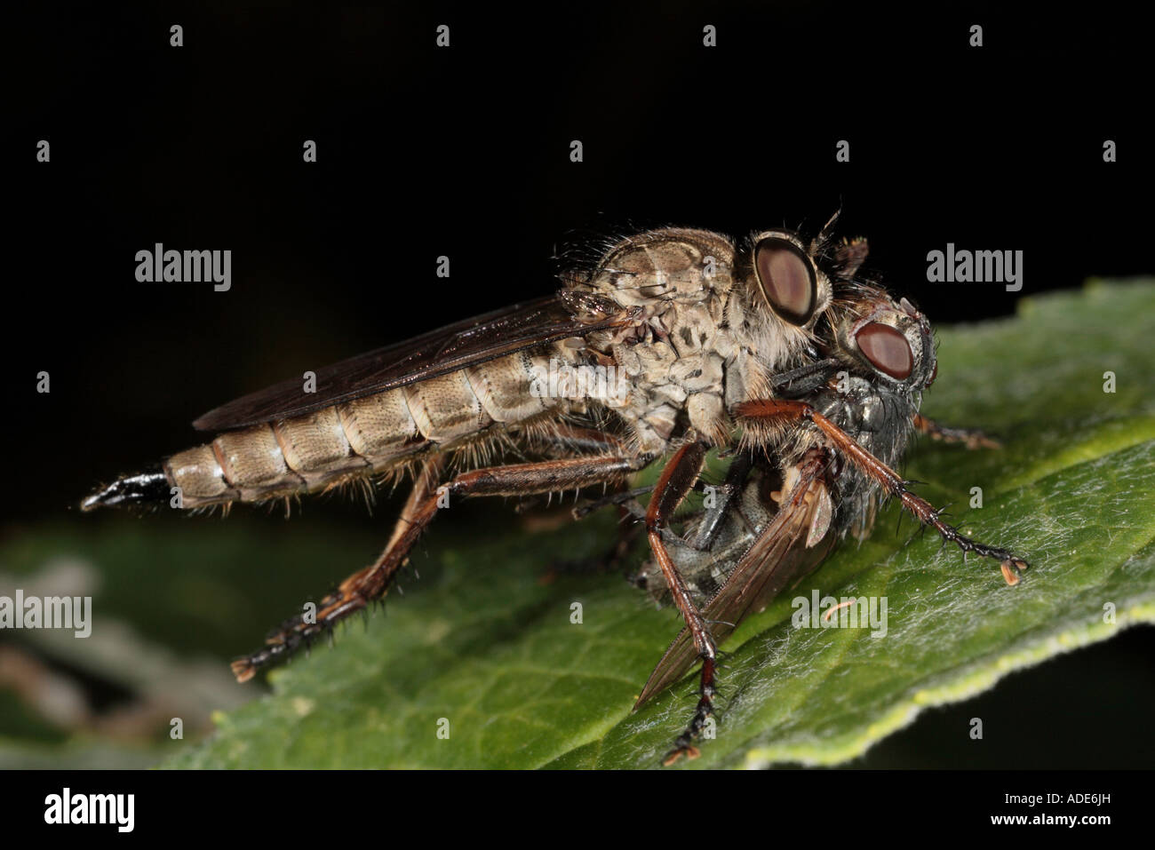 extreme macro of a robber fly feeding on its prey of a flesh fly Stock ...