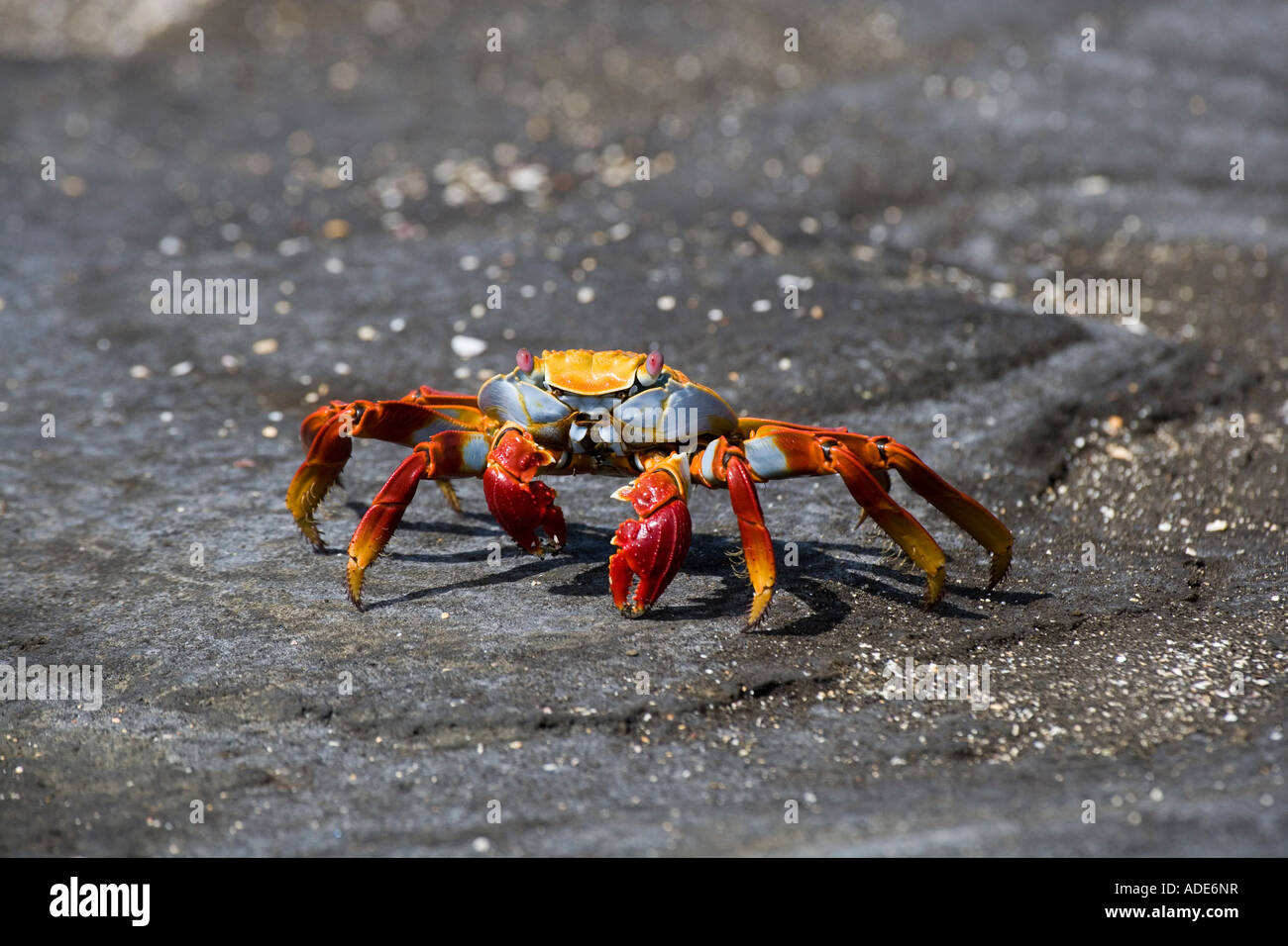 Sally lightfoot crab Grapsus grapsus in the Galapagos Archipelago ...