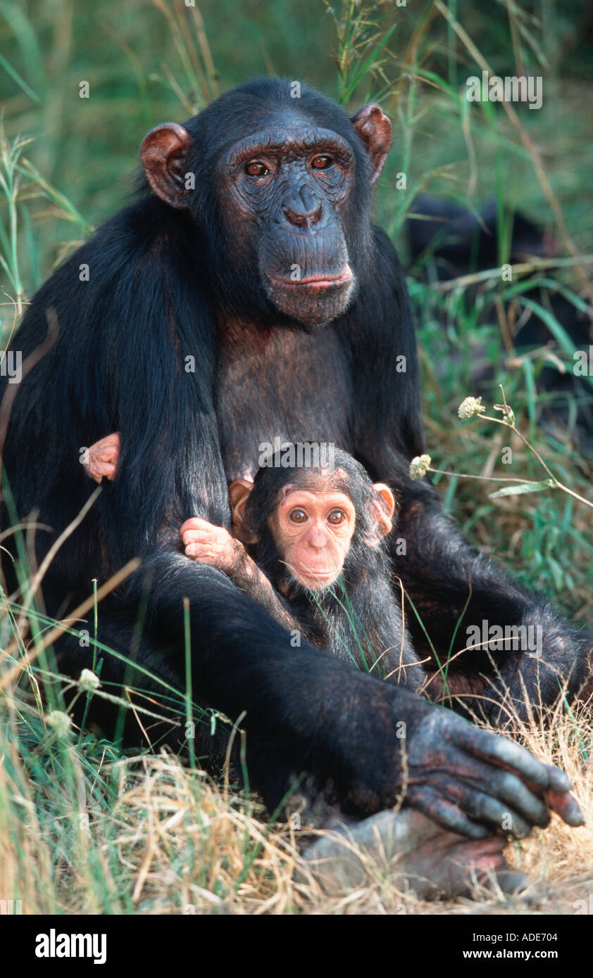 Chimpanzee mother and baby hi-res stock photography and images - Alamy
