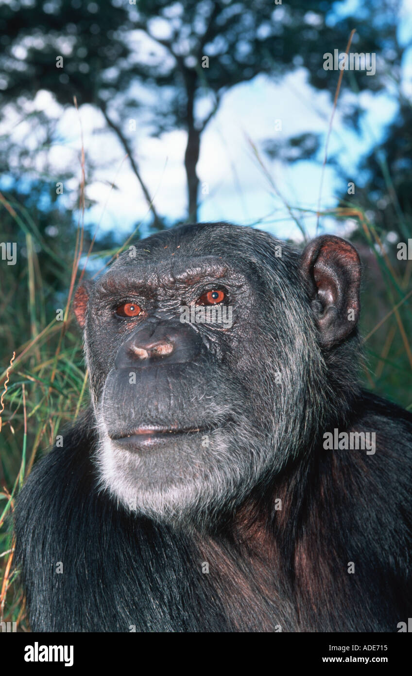 Old Chimpanzee High Resolution Stock Photography and Images - Alamy