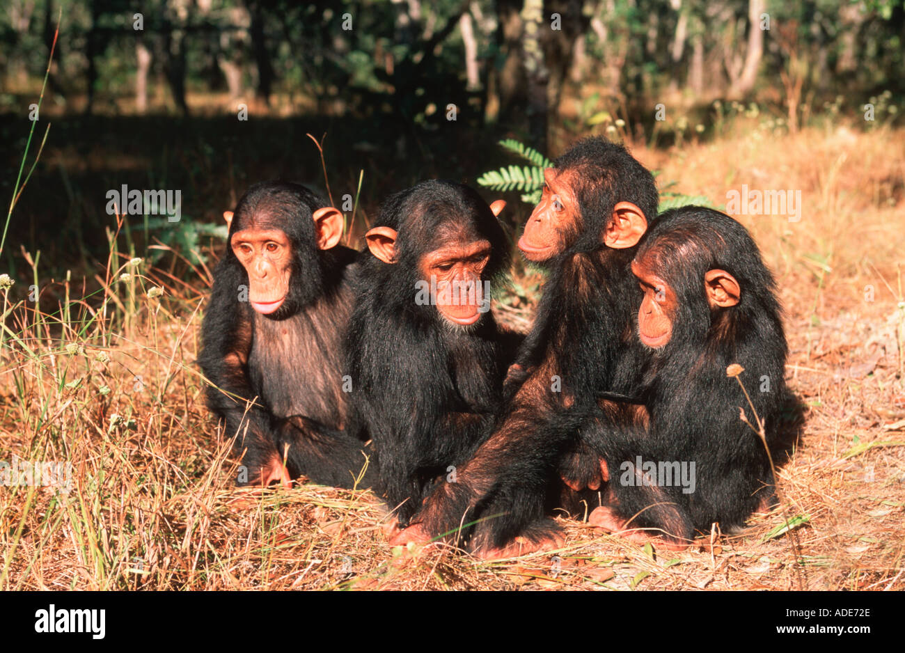 Chimpanzee Pan troglodytes Young chimps resting after a hard day s play ...