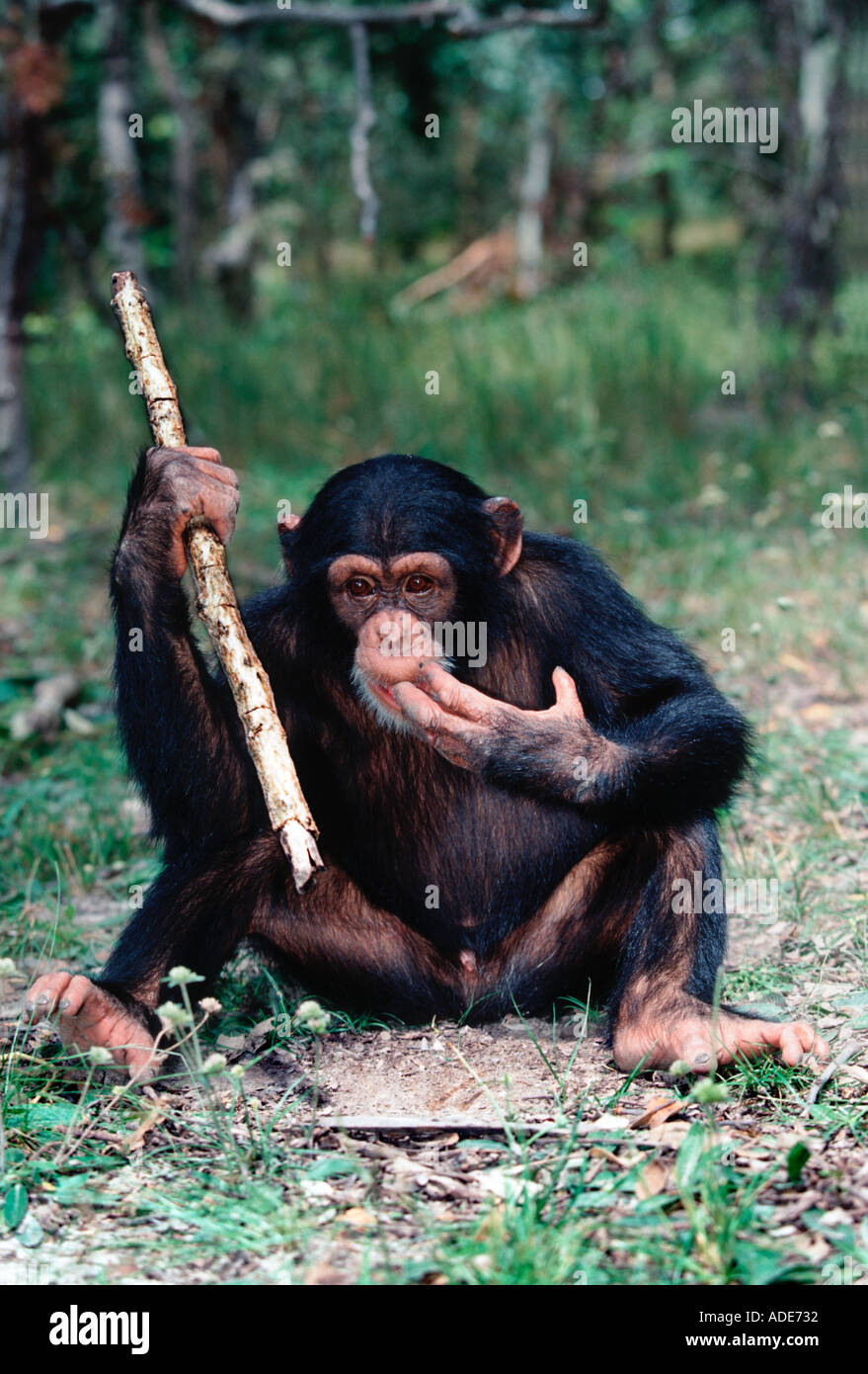 Chimpanzee Pan troglodytes Using stick as tool West Central Africa ...
