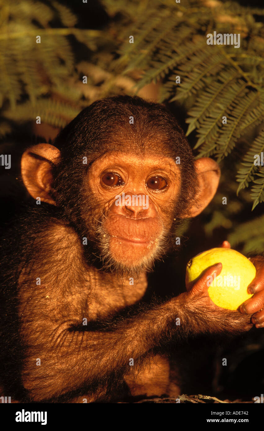Chimpanzee Pan troglodytes Malnourished baby eating fruit Chimfunshi ...