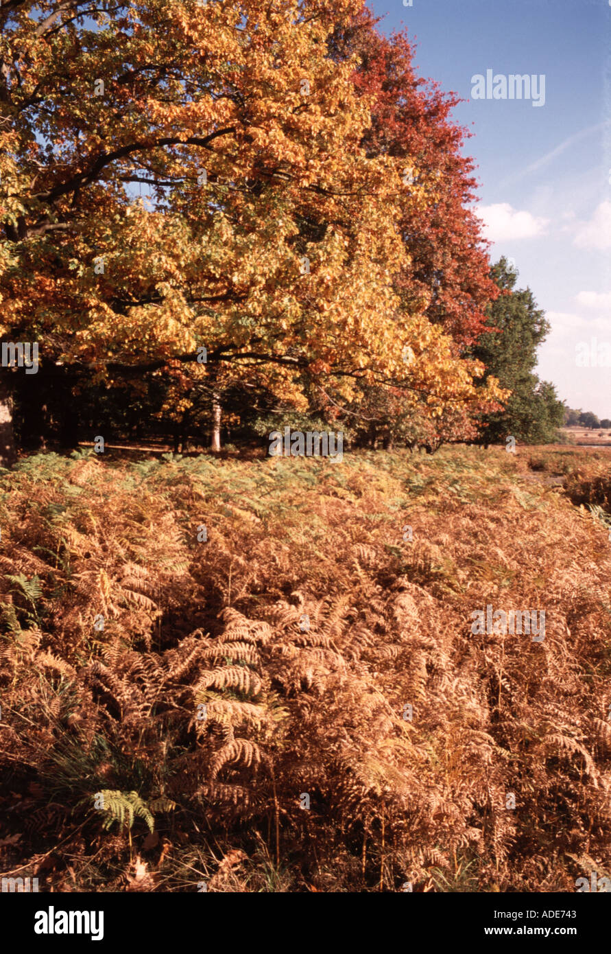 Trees in autumn colours and bracken turning brown Stock Photo - Alamy