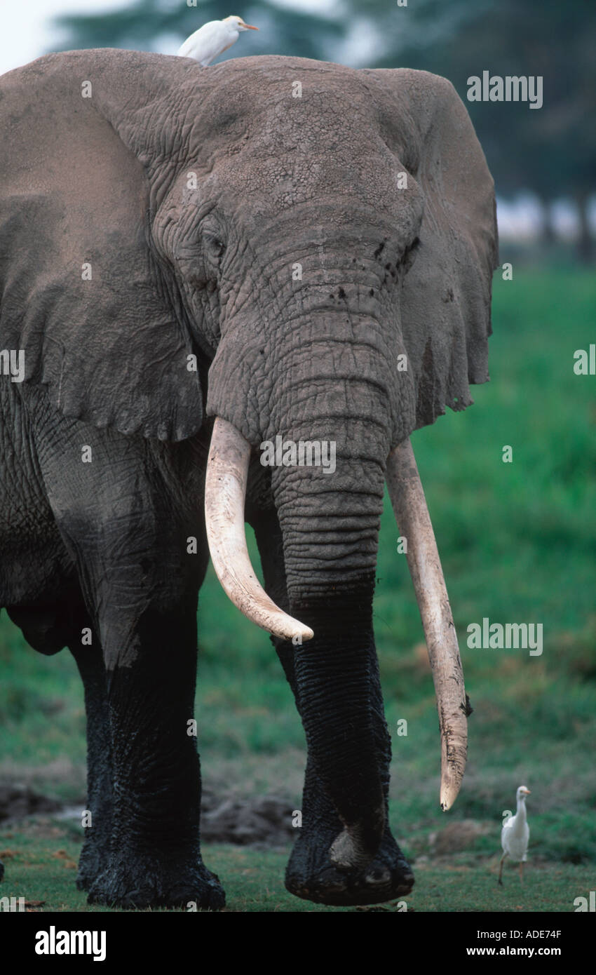 Big elephant large tusks amboseli hi-res stock photography and images ...
