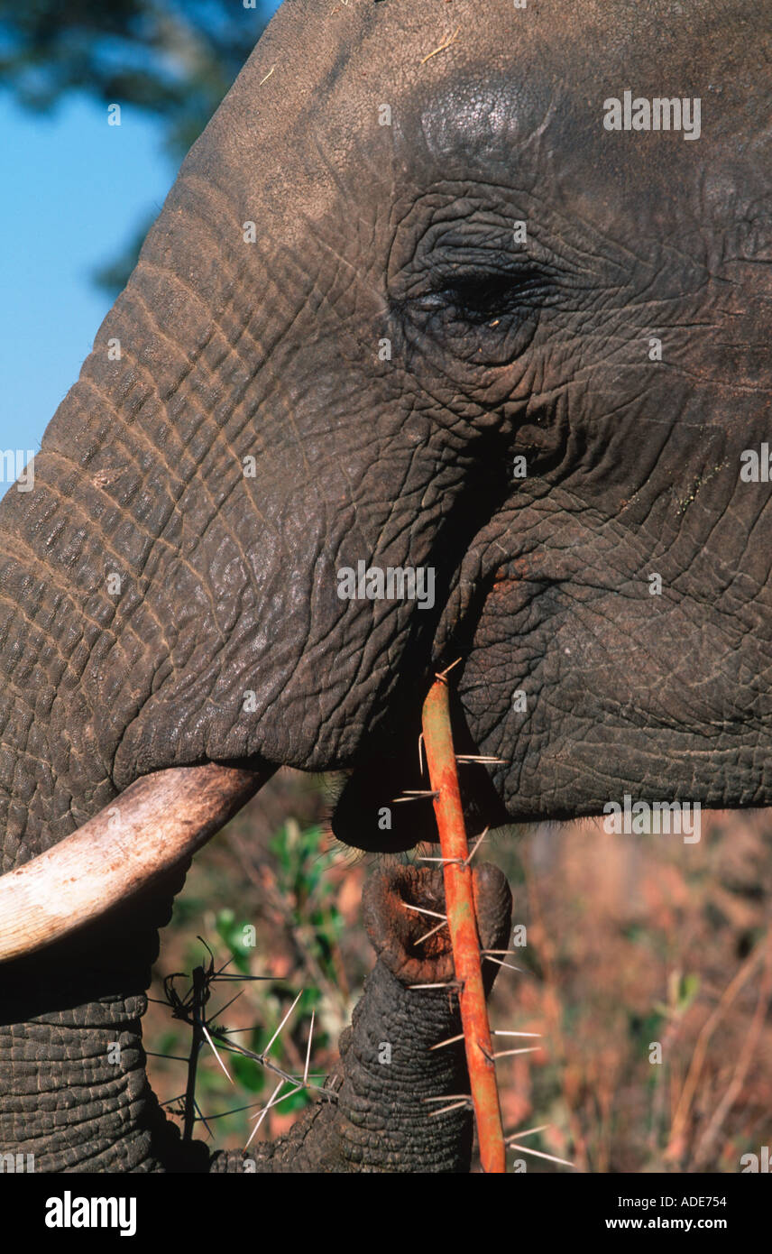 African elephant eating tree hi-res stock photography and images - Alamy