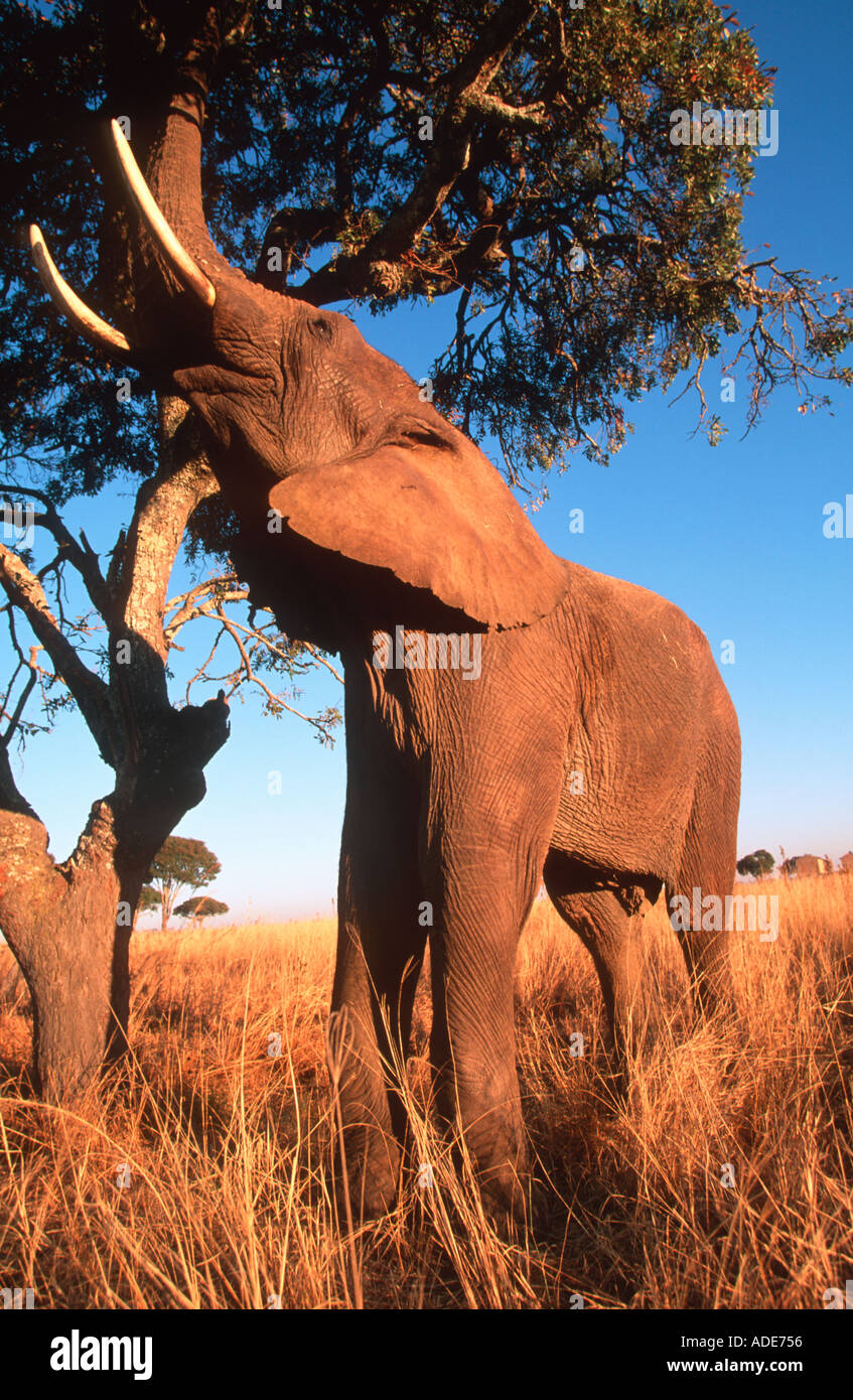Elephant reaching up tree hi-res stock photography and images - Alamy