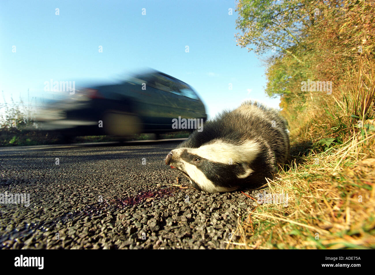 Badger killed by traffic on the roadside Stock Photo - Alamy