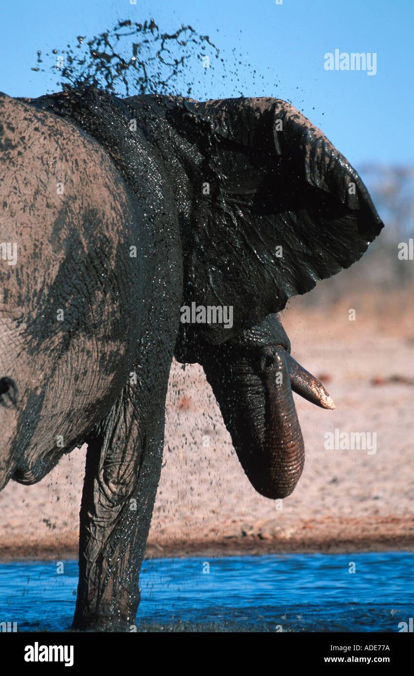 Elephant parasites hi-res stock photography and images - Alamy