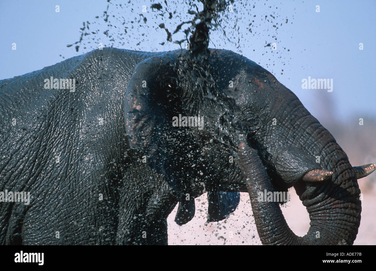 African elephant Loxodonta africana Mud bathing to protect skin from ...