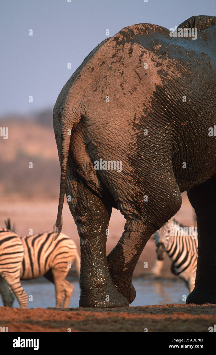 Elephant back leg hi-res stock photography and images - Alamy