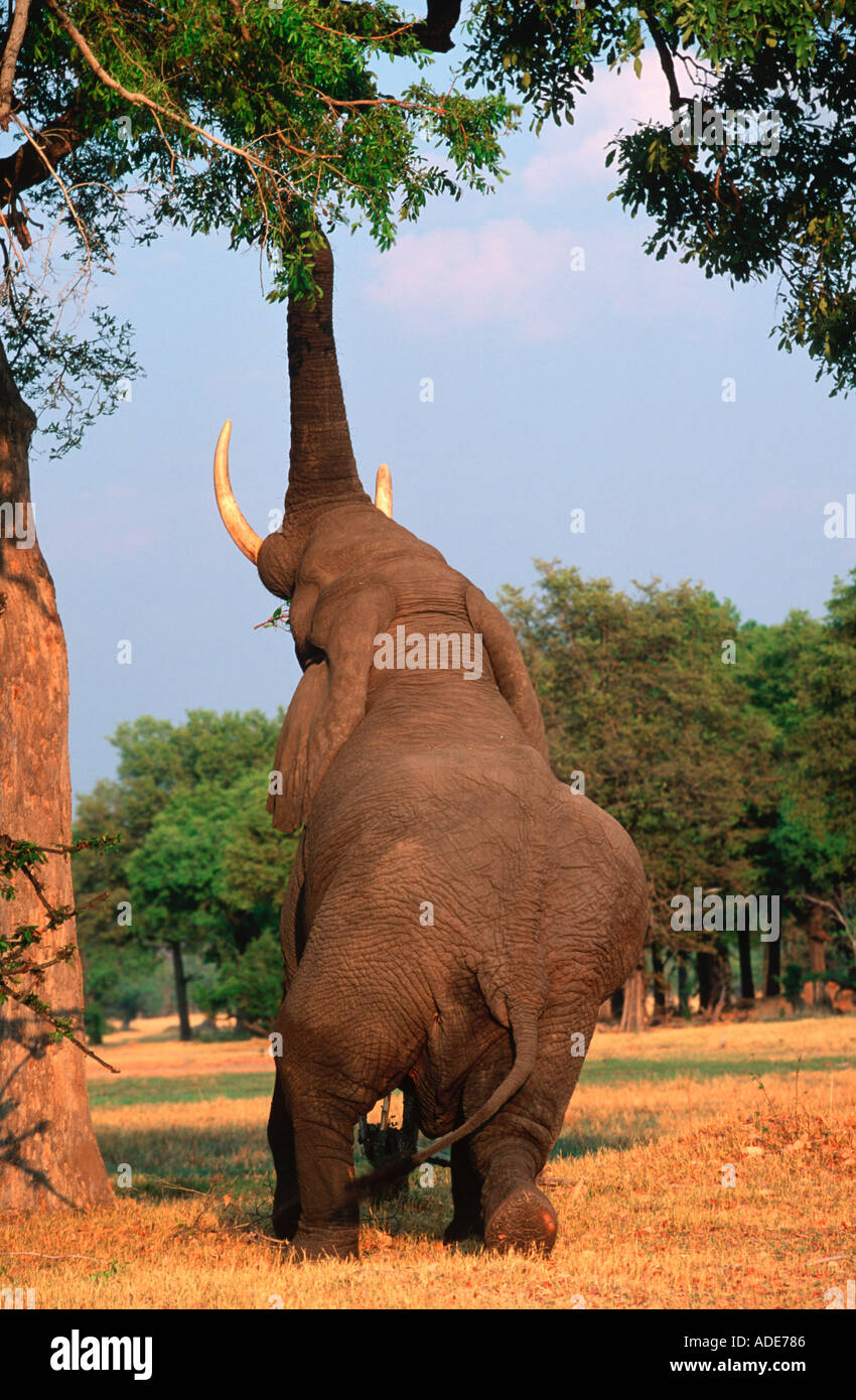 African elephant Loxodonta africana Reaching up to feed on tree ...