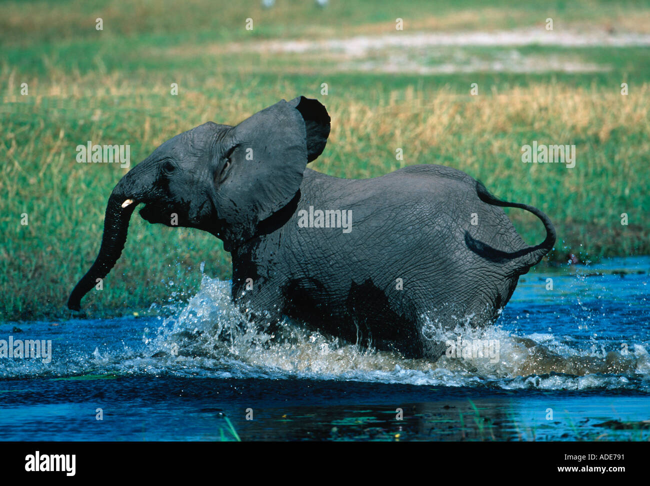 Big rush africa hi-res stock photography and images - Alamy