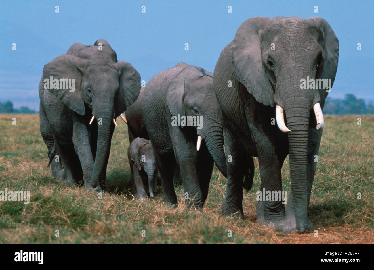 Elephant matriarch hi-res stock photography and images - Alamy