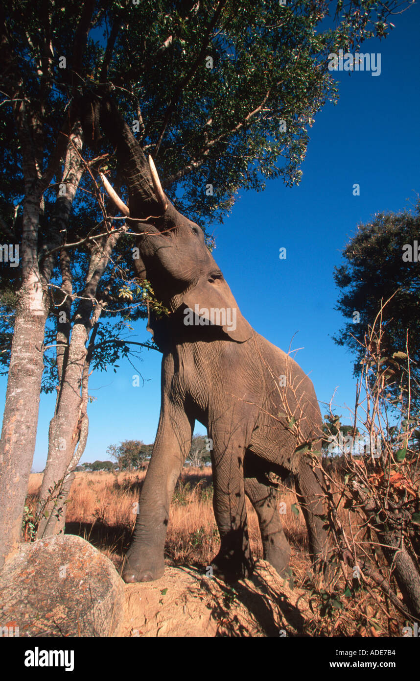 Elephant reaching up tree hi-res stock photography and images - Alamy