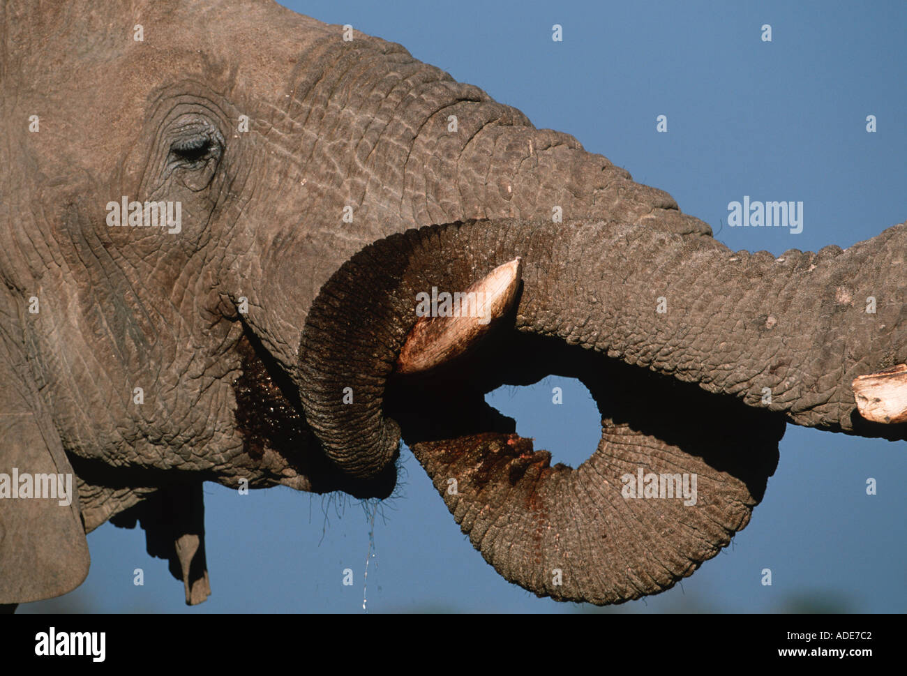 African elephant trunks touching hi-res stock photography and images ...