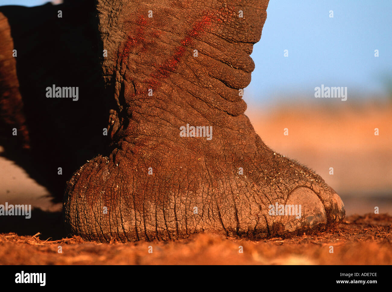 Elephant toe hi-res stock photography and images - Alamy