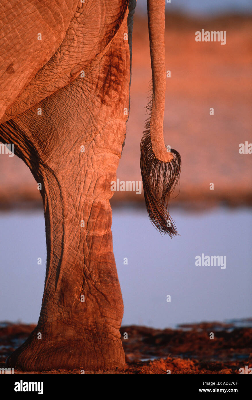 Elephant leg rear hi-res stock photography and images - Alamy