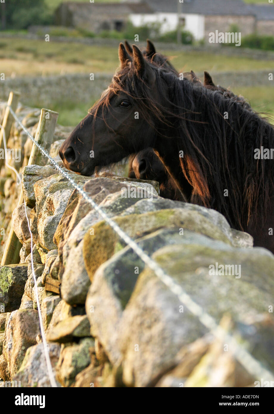 Fell ponies lake district hi-res stock photography and images - Alamy