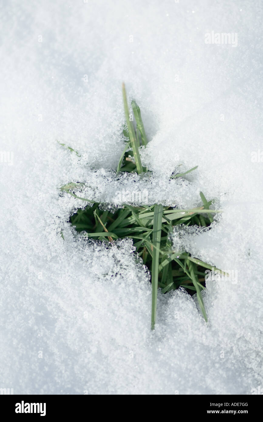 Holes in the grass hi-res stock photography and images - Alamy