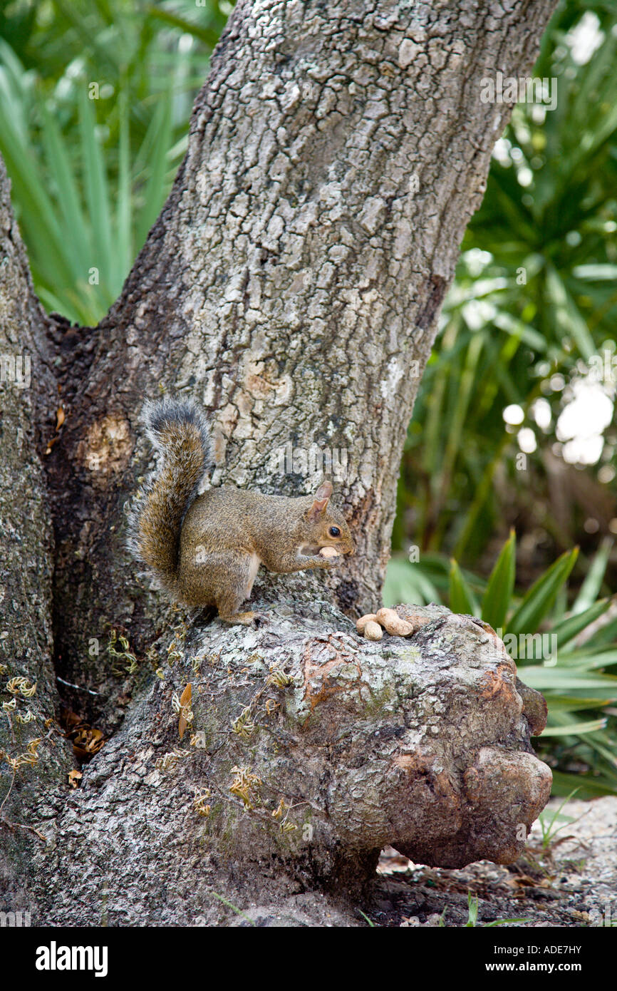 Grey squirrel nut eating tree hi-res stock photography and images - Alamy
