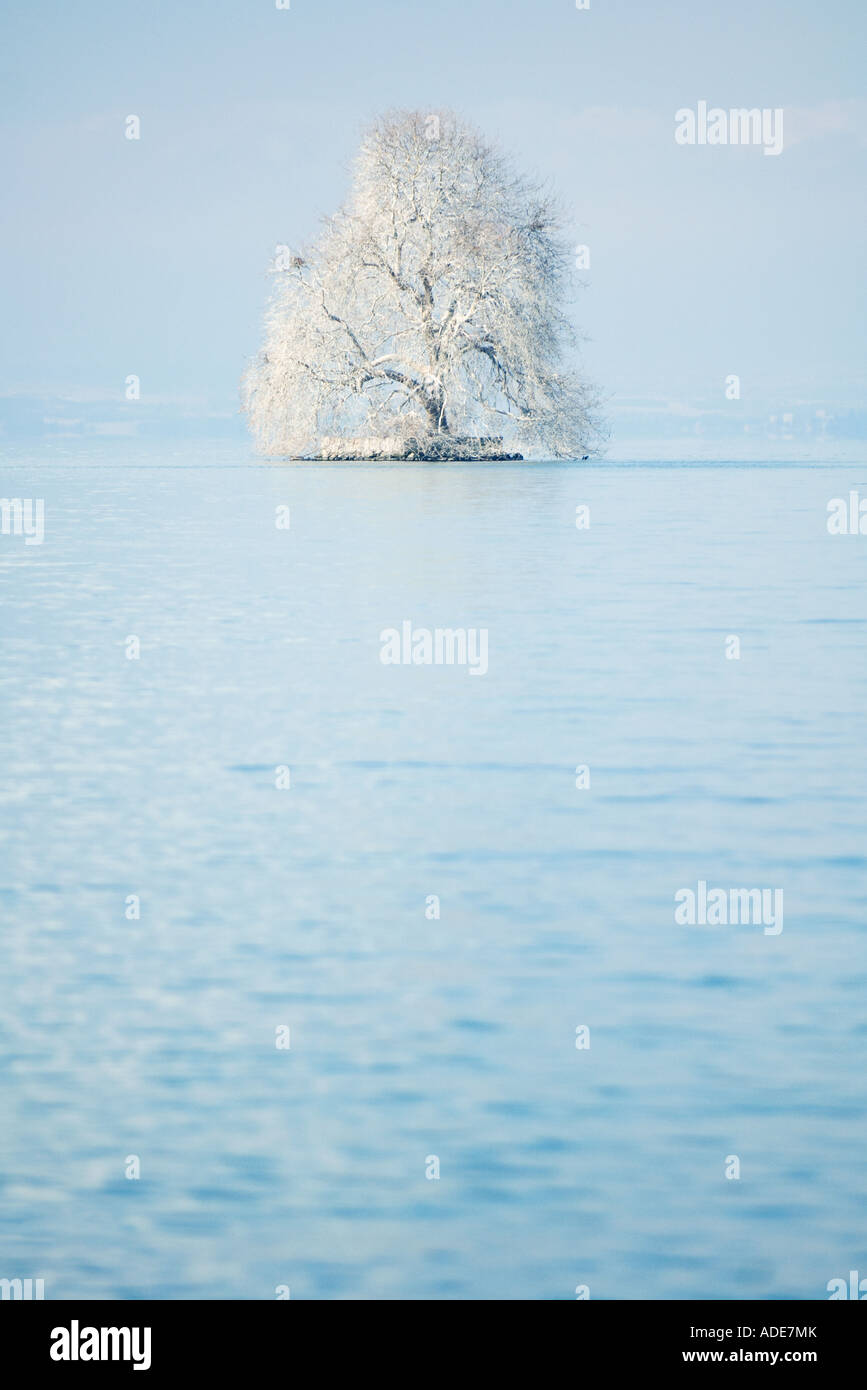 Snow-covered tree in middle of lake Stock Photo - Alamy