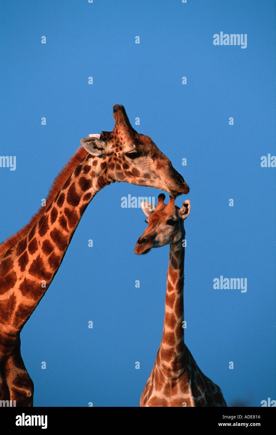 Southern Giraffe Giraffa camelopardalis World s tallest animal Males up ...