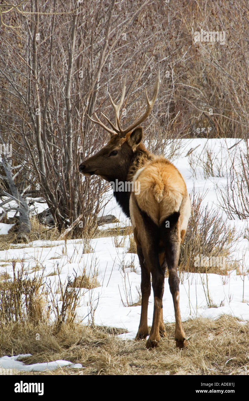 USA Colorado Rocky Mountains National Park Elk Stock Photo - Alamy