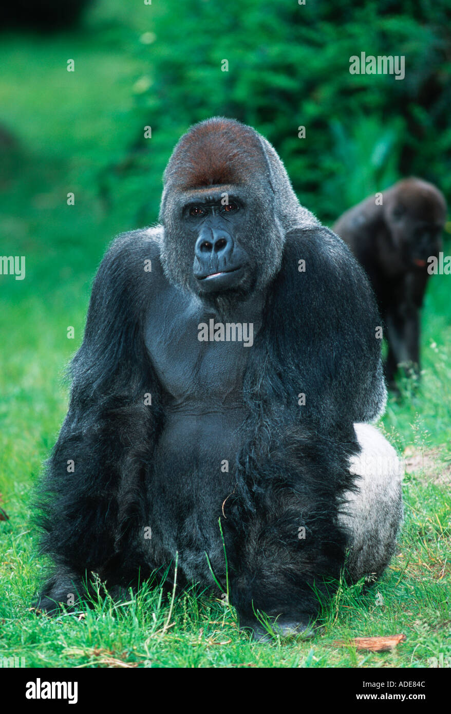 Western Lowland Gorilla Gorilla gorilla gorilla Silverback male ...
