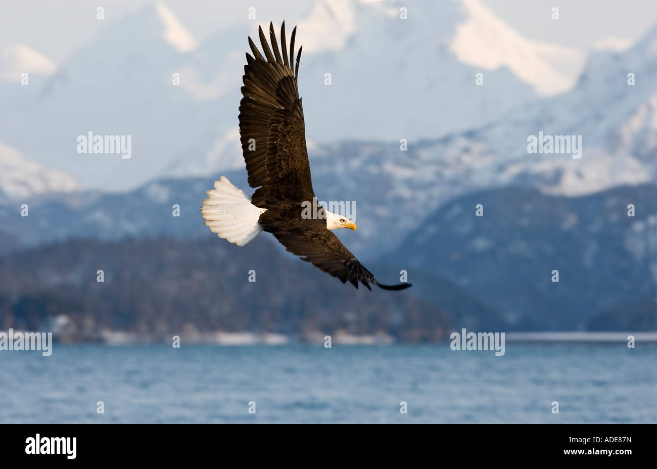 Bald Eagle Haliaeetus leucocephalus Homer ALASKA USA February Adult Accipitridae Stock Photo - Alamy