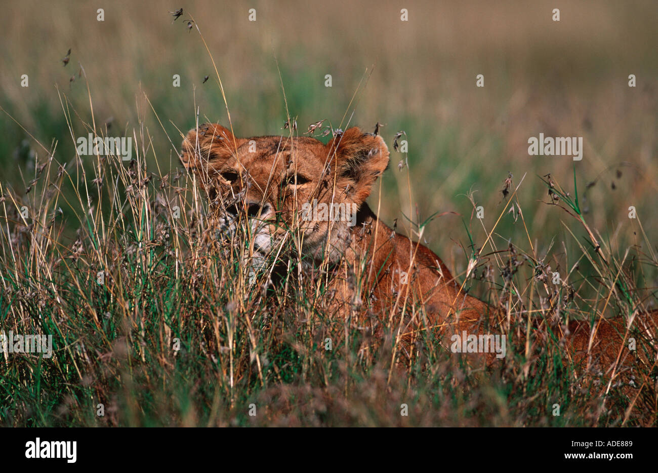 Female lion prey hi-res stock photography and images - Alamy