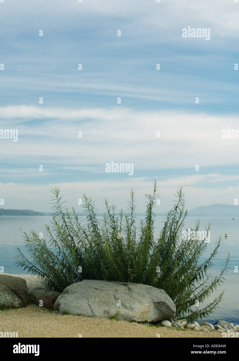 Plant growing on edge of lake Stock Photo - Alamy
