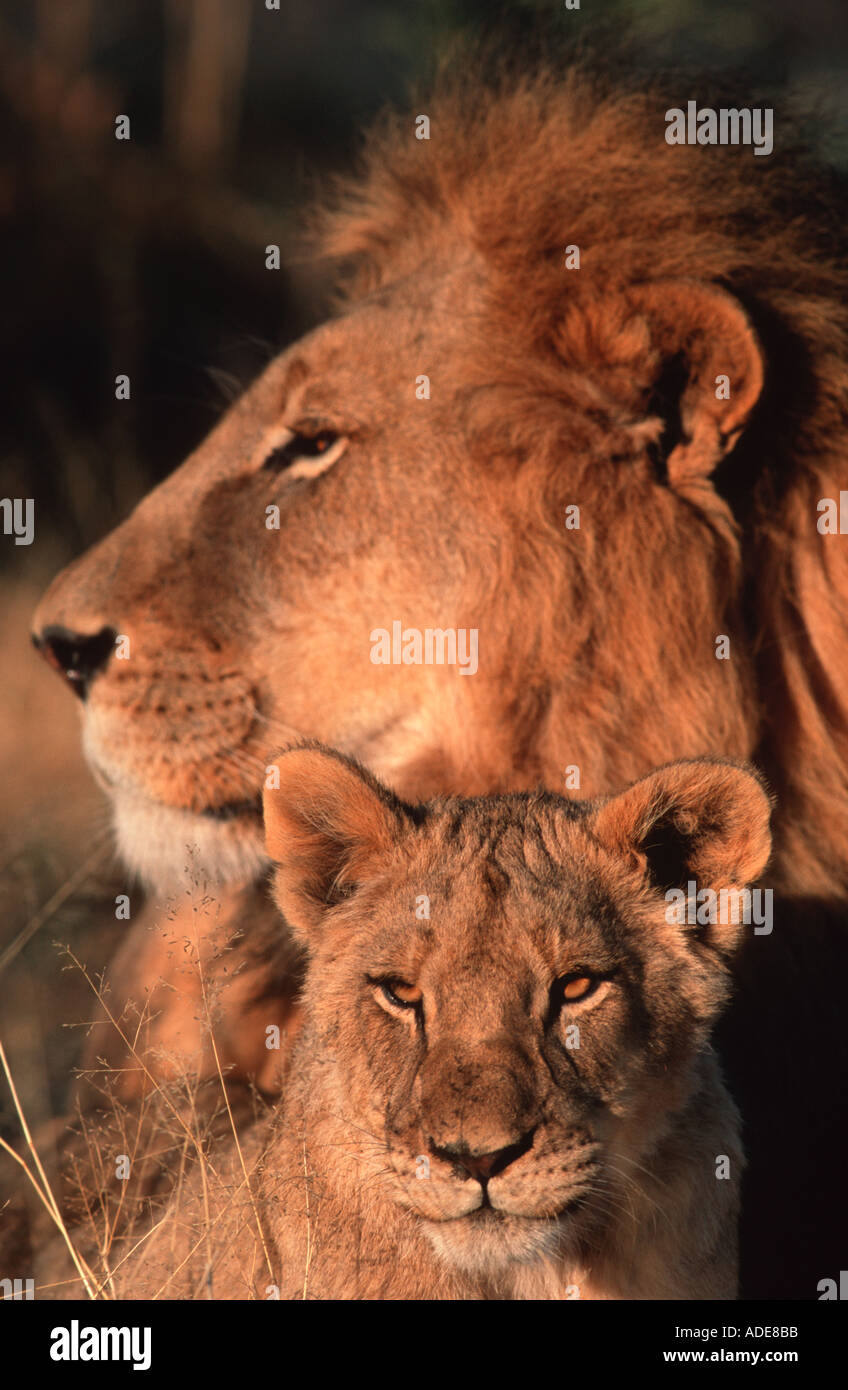Lion cub with male lion hi-res stock photography and images - Alamy