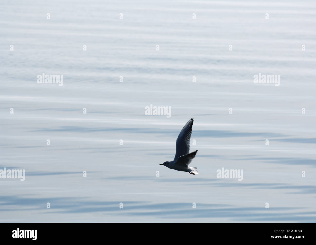 Seagull flying over water Stock Photo - Alamy
