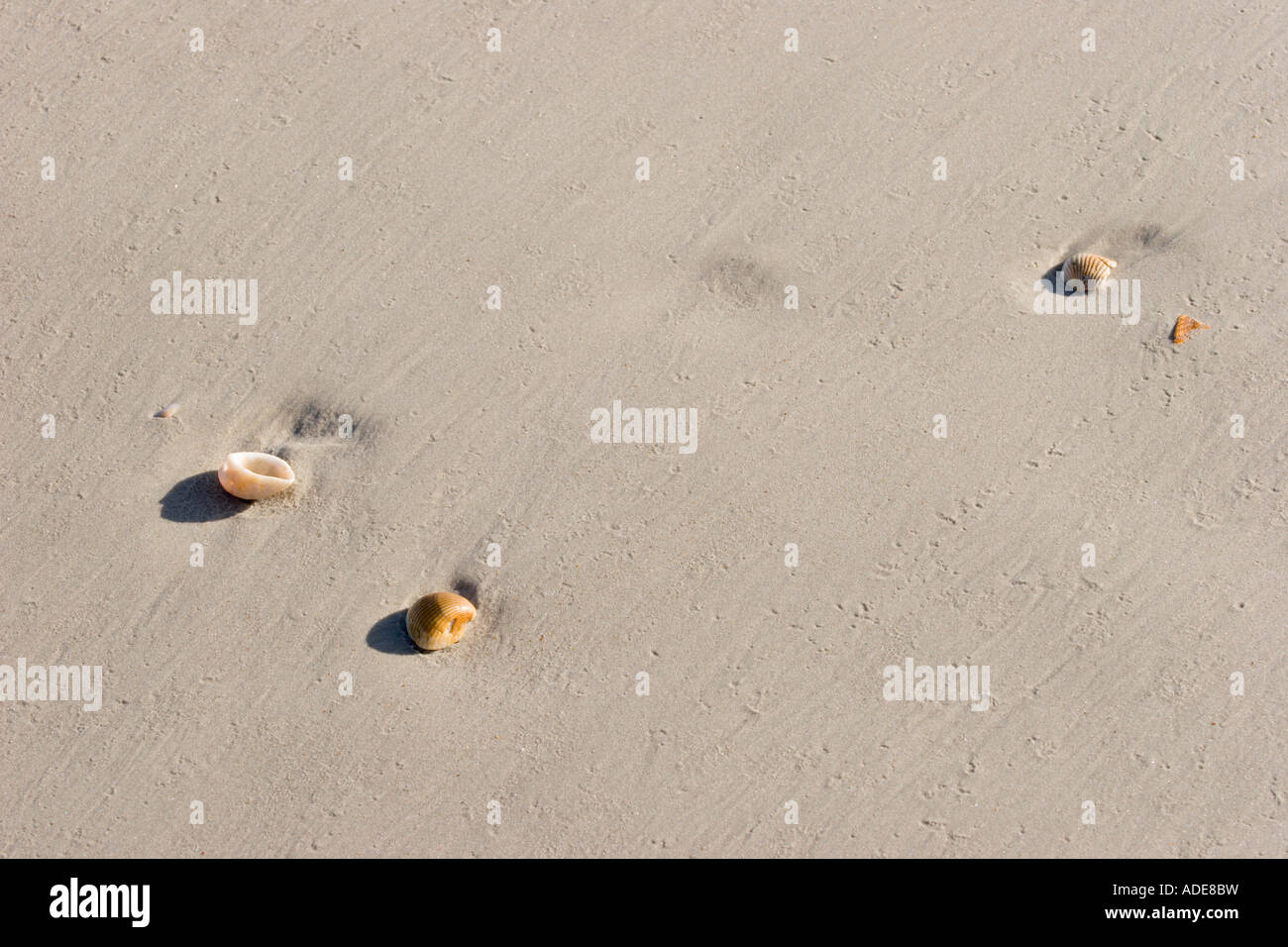 Pattern from sand drifting around shells on sand beach Stock Photo - Alamy