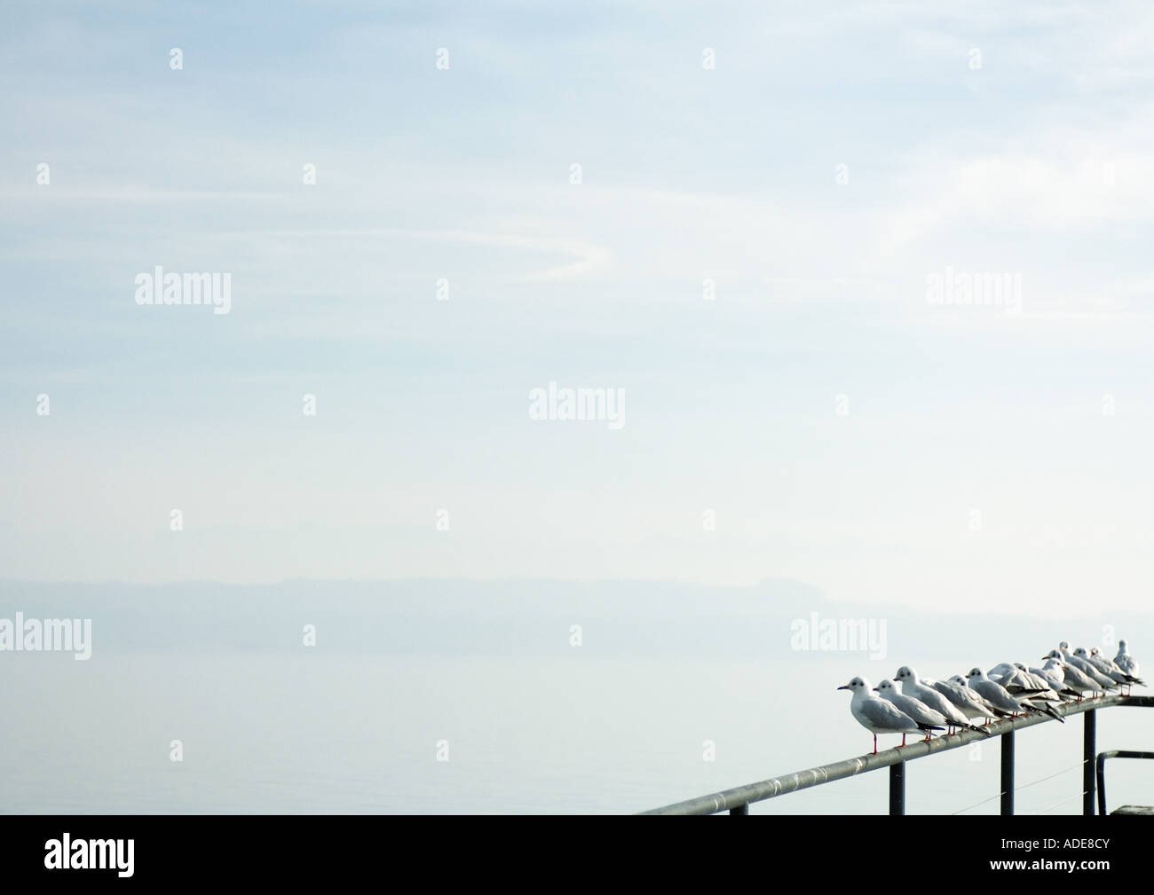 Seagulls perched on railing, overlooking body of water Stock Photo - Alamy