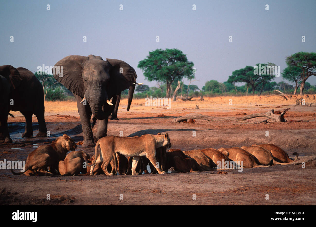 Lion Panthera leo Elephant bull charges lion pride at waterhole Chobe N ...