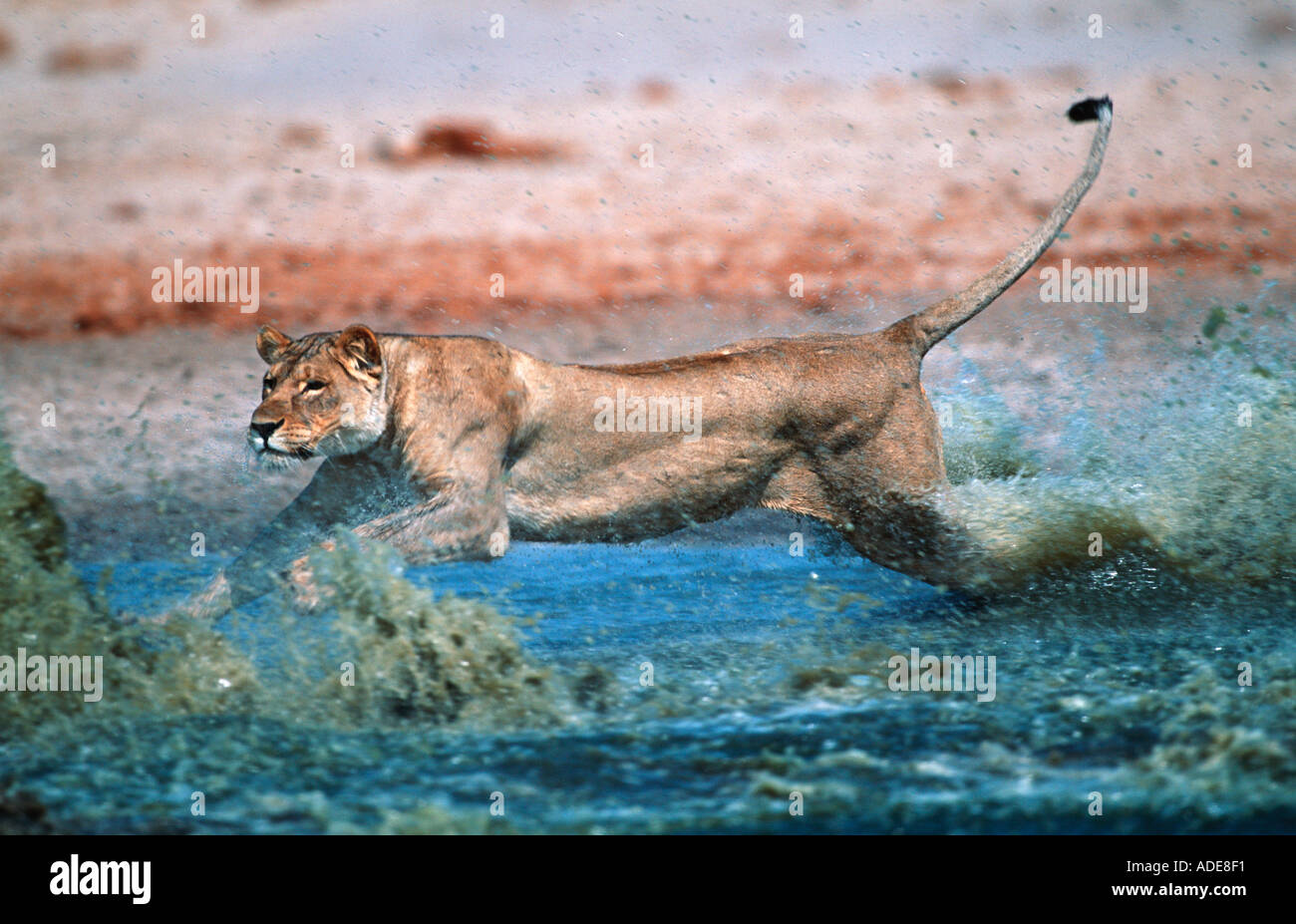 Chasing animal hi-res stock photography and images - Alamy