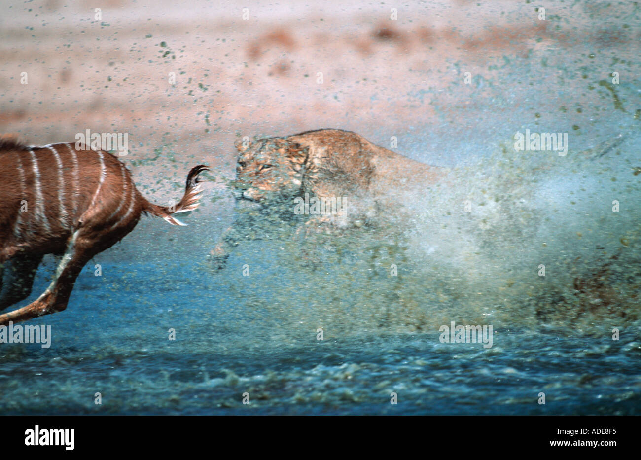 Lion Panthera leo Lioness attacking killing kudu Etosha N P Namibia Sub ...