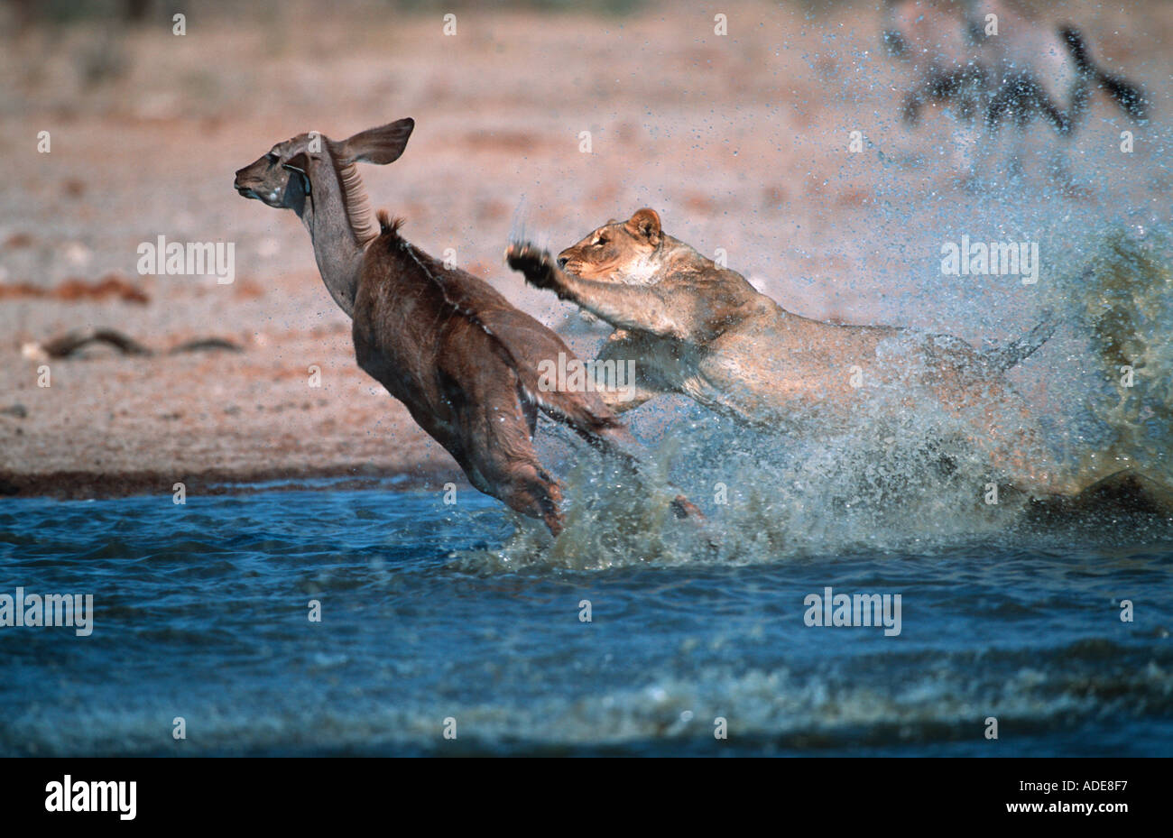 Lion Panthera leo Lioness attacking killing kudu Etosha N P Namibia Sub ...