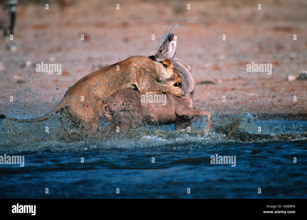Attacking Lion High Resolution Stock Photography and Images - Alamy