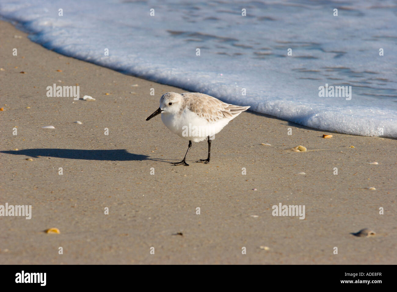 Sandpiper looking for a meal on North Beach near St. Augustine, Florida ...