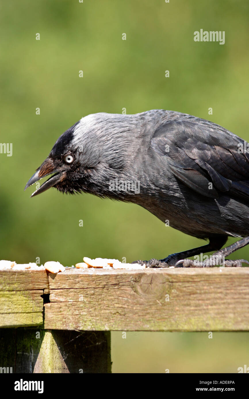 Coloeus monedula hi-res stock photography and images - Alamy