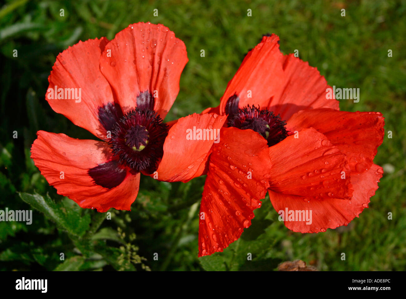 Red frilled Oriental Poppy 'Allegro' after a rain shower Stock Photo ...