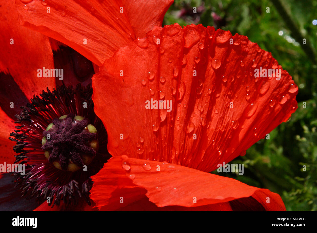 Red frilled oriental poppy allegro hi-res stock photography and images ...
